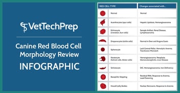 Vet Tech Infographic: Canine Red Blood Cell Morphology Review