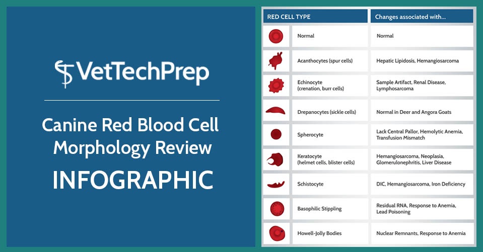 Vet Tech Infographic: Canine Red Blood Cell Morphology Review