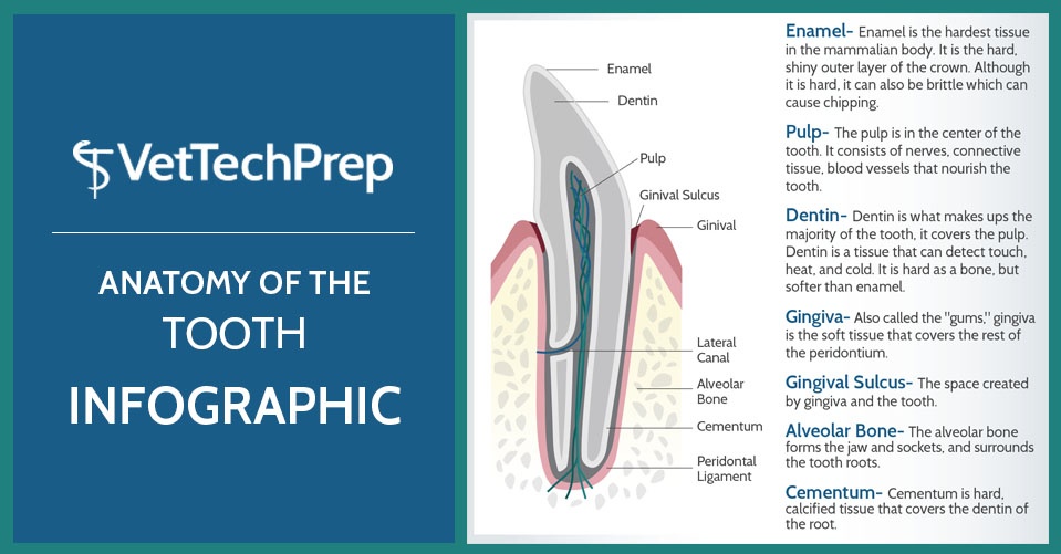 Vet Tech Infographic: Anatomy of the Tooth