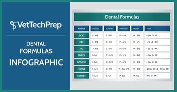 Vet Tech Infographic: Dental Formulas