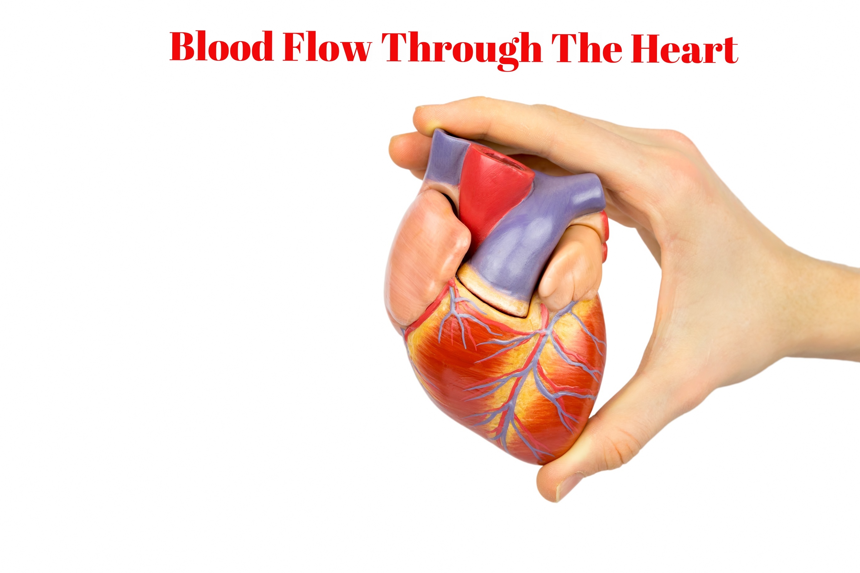 Do You Know How Blood Flows Through The Heart?