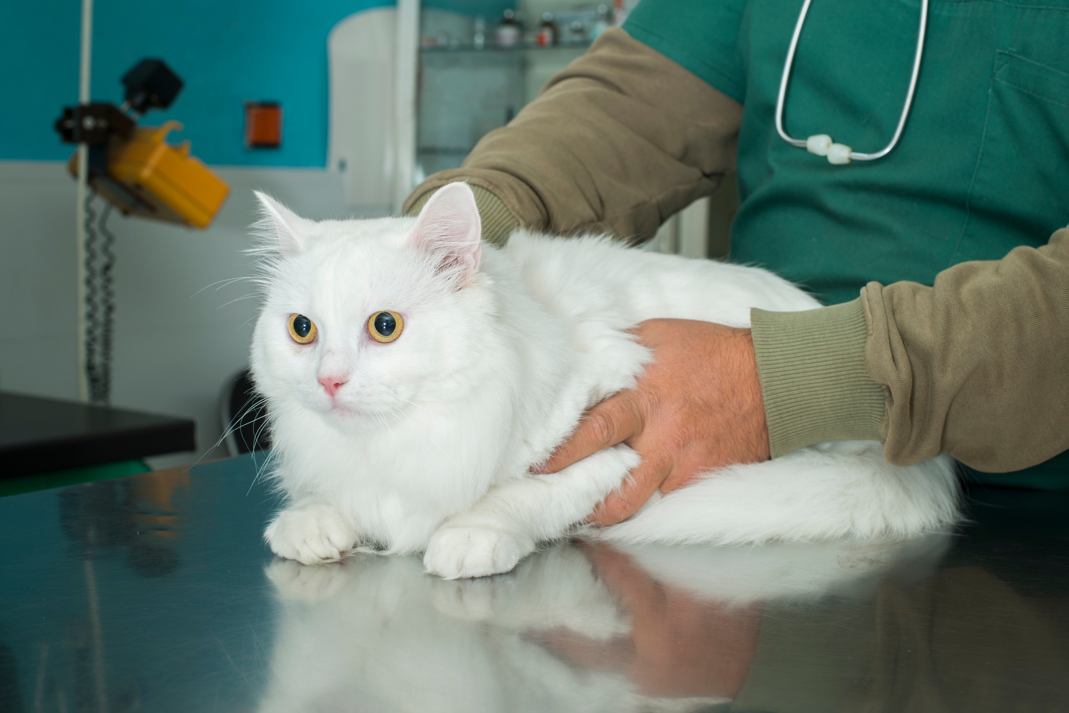 Ouch! The Cat That Can't Pee...