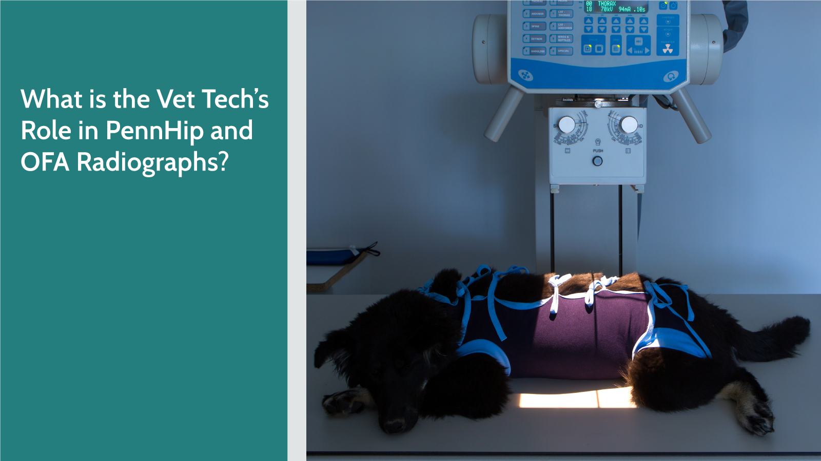What is the Vet Tech’s Role in PennHip and OFA Radiographs?
