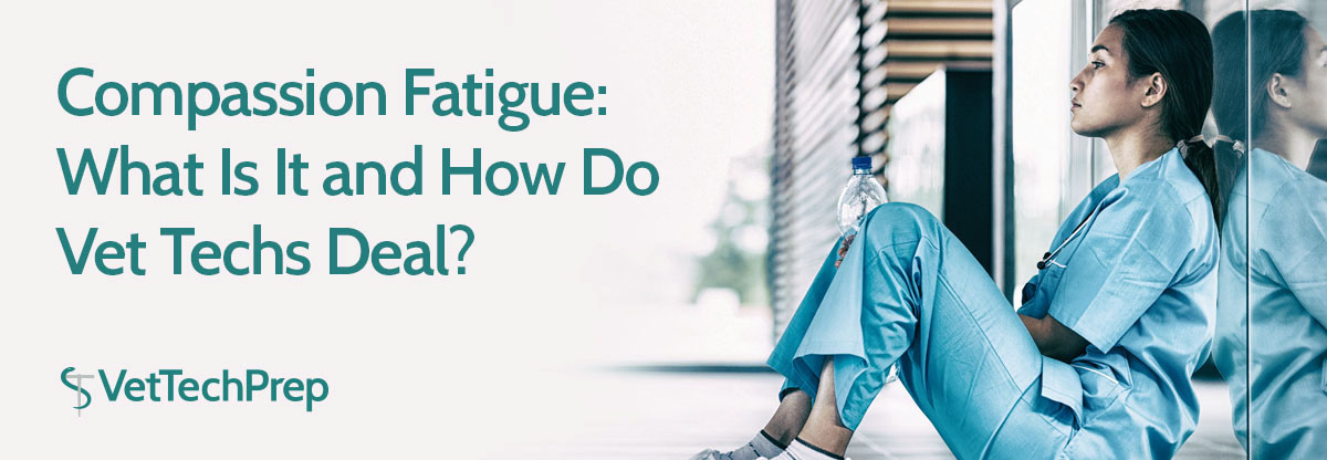 Compassion Fatigue: What Is It and How Do Vet Techs Deal?
