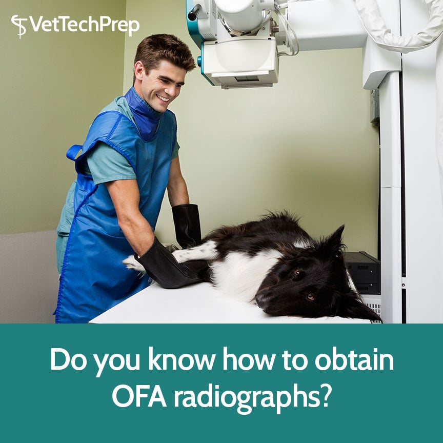 Vet Tech, Do you Know how to Obtain OFA Radiographs?