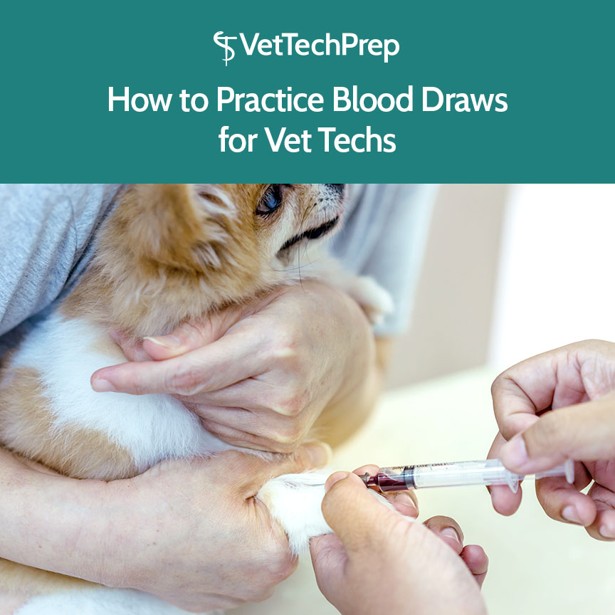How to Practice Blood Draws for Vet Techs